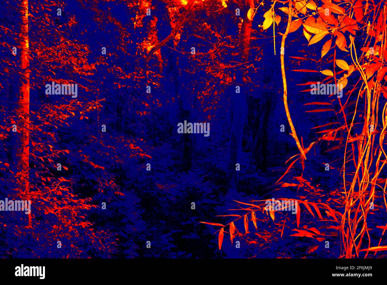 National park. Thermal imager used. Mysterious and frightening jungle ...