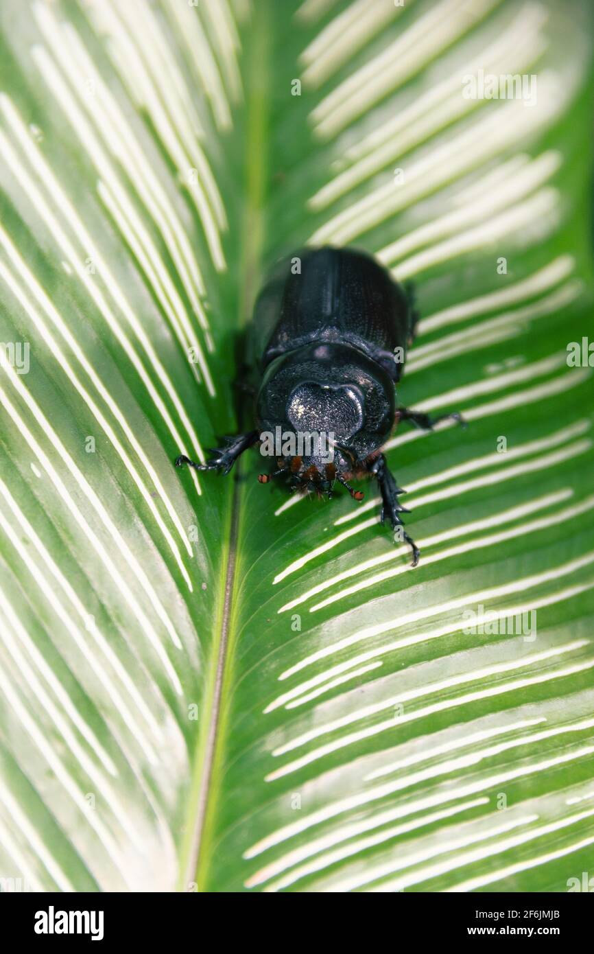 Coconut palm rhinoceros beetle hi-res stock photography and images - Alamy
