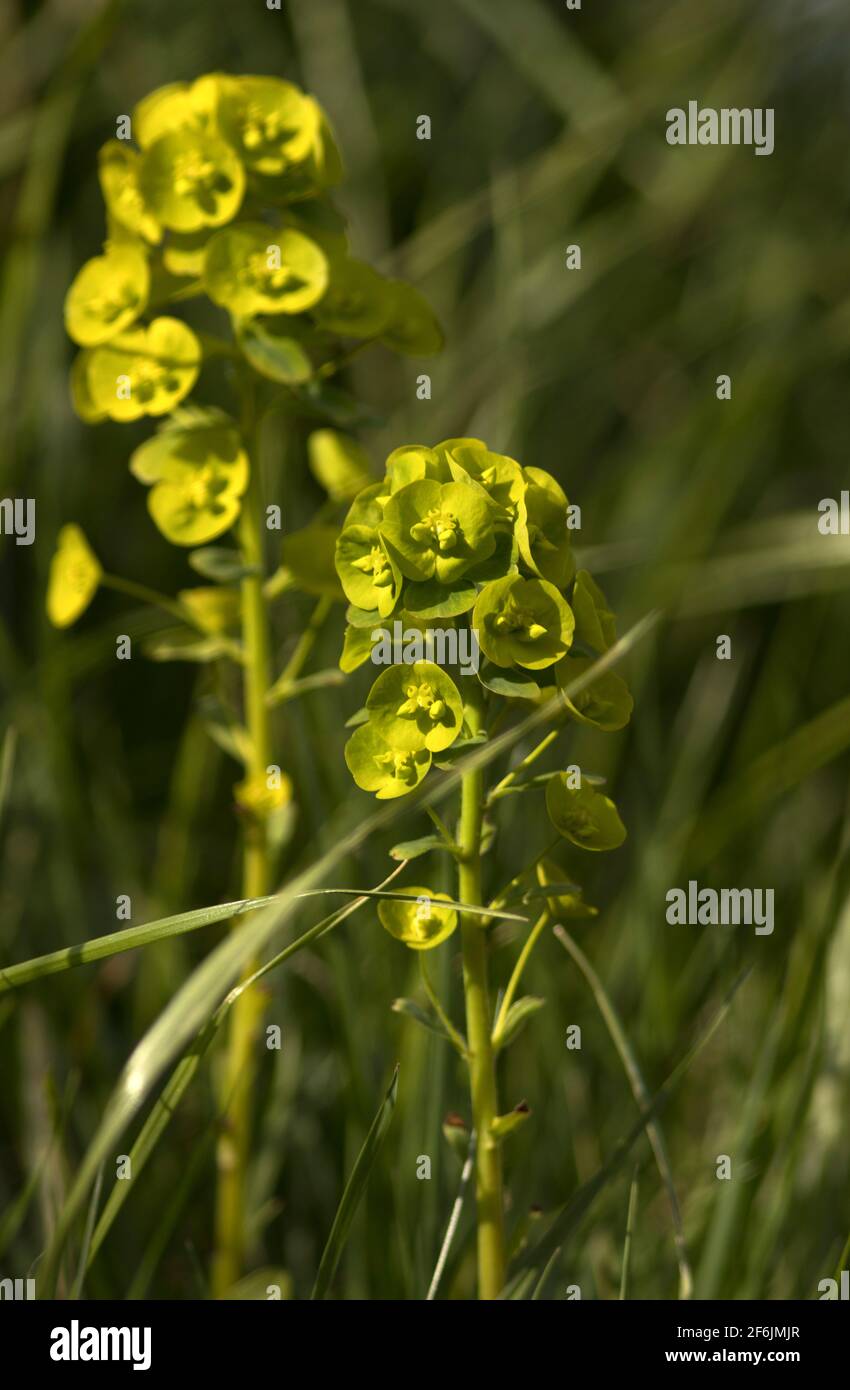 The unisexual flowers of the Wood Spurge. The Spurges are named from ...