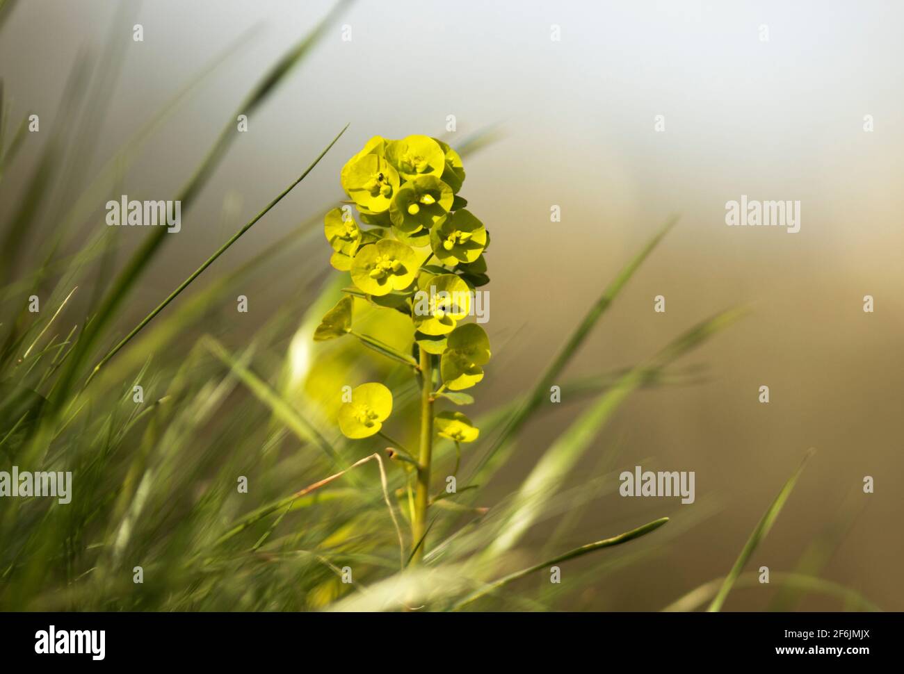 The unisexual flowers of the Wood Spurge. The Spurges are named from ...