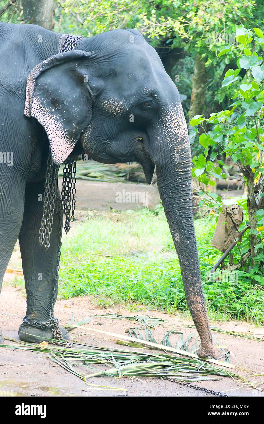 Feeding an Indian working elephant with Palm leaf Stock Photo - Alamy