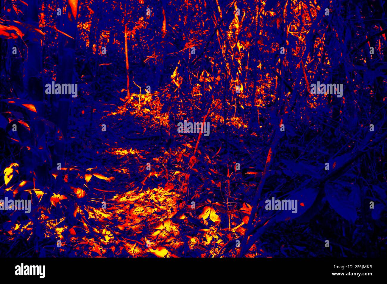 National park. Thermal imager used. Mysterious and frightening jungle ...