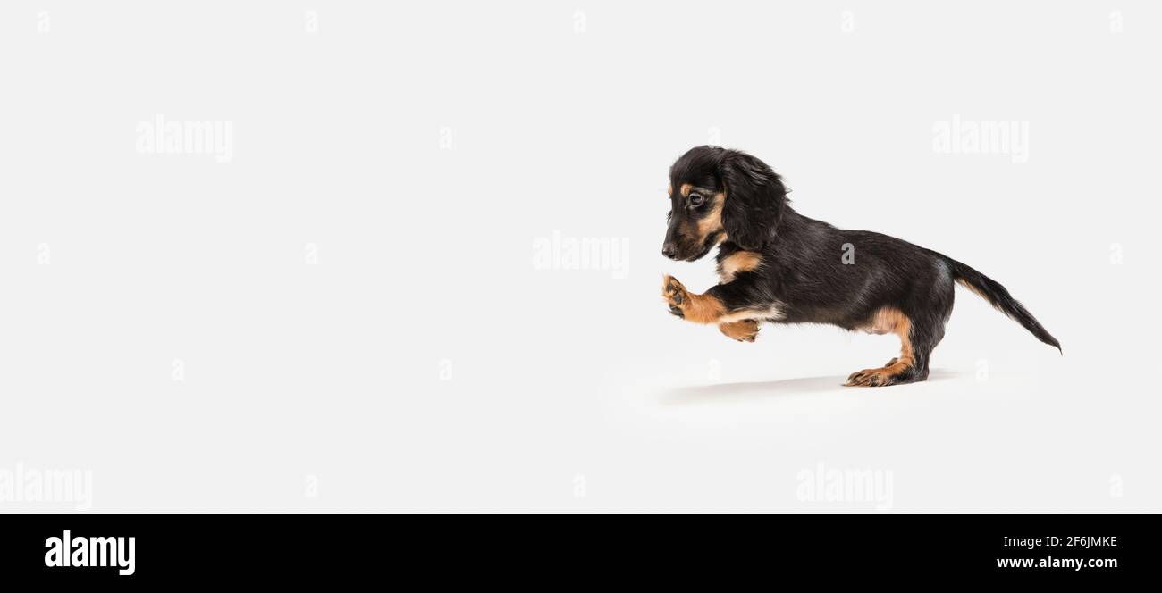 Cute puppy, dachshund dog posing isolated over white background Stock ...