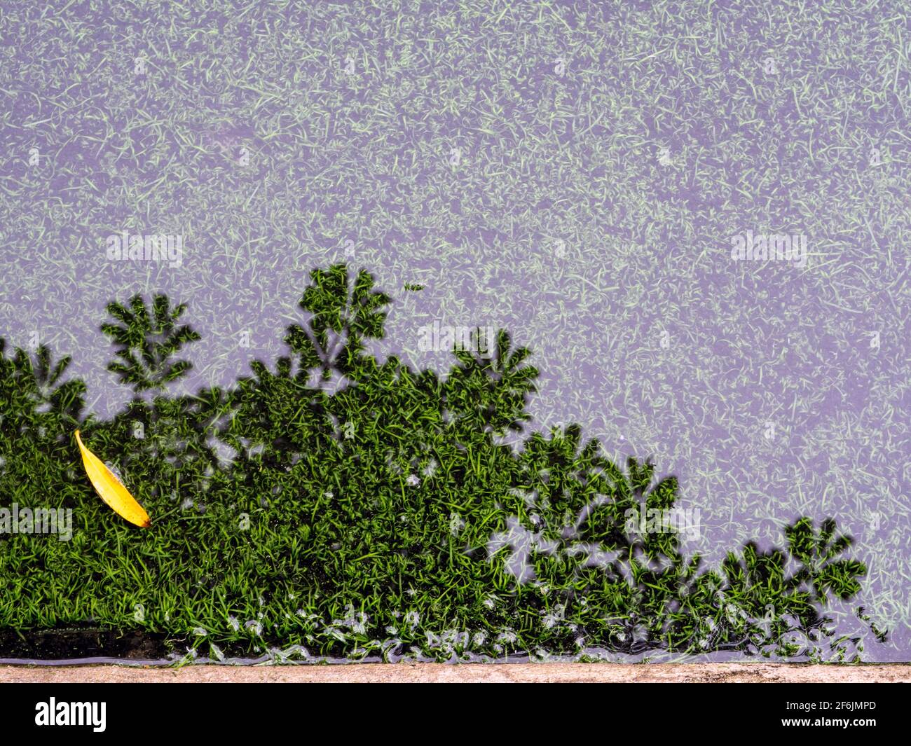 Plastic tree soccer hi-res stock photography and images - Alamy