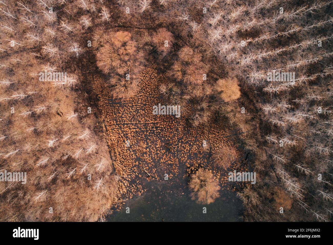 Top view of swampy forest from drone pov. High angle view of marsh ...