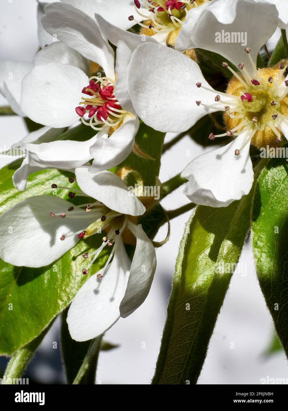Blooms in sunshine hi-res stock photography and images - Alamy