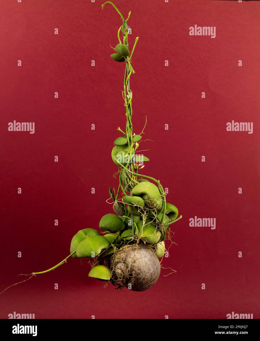 Dischidia pectenoides hi-res stock photography and images - Alamy