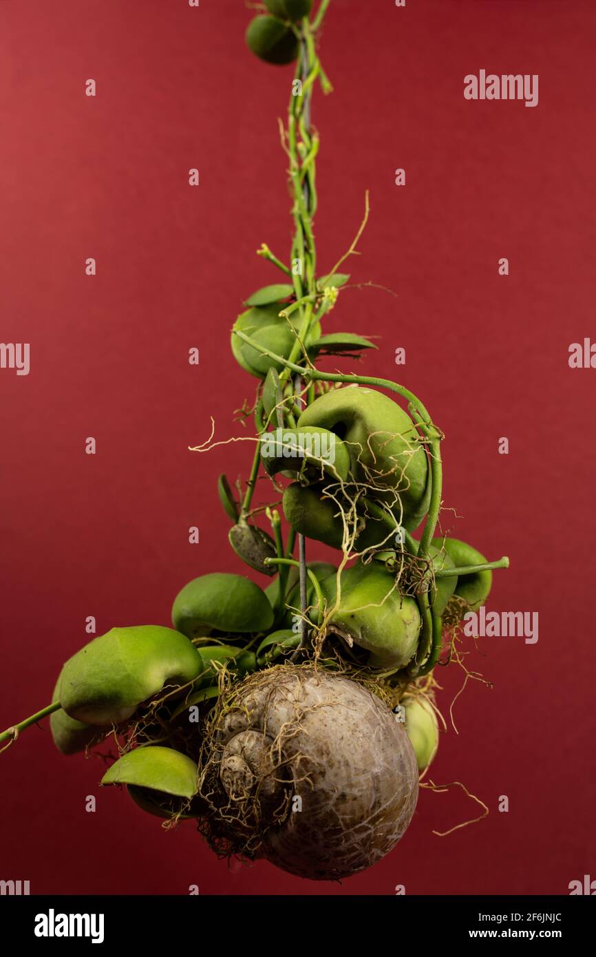 Dischidia pectenoides hi-res stock photography and images - Alamy