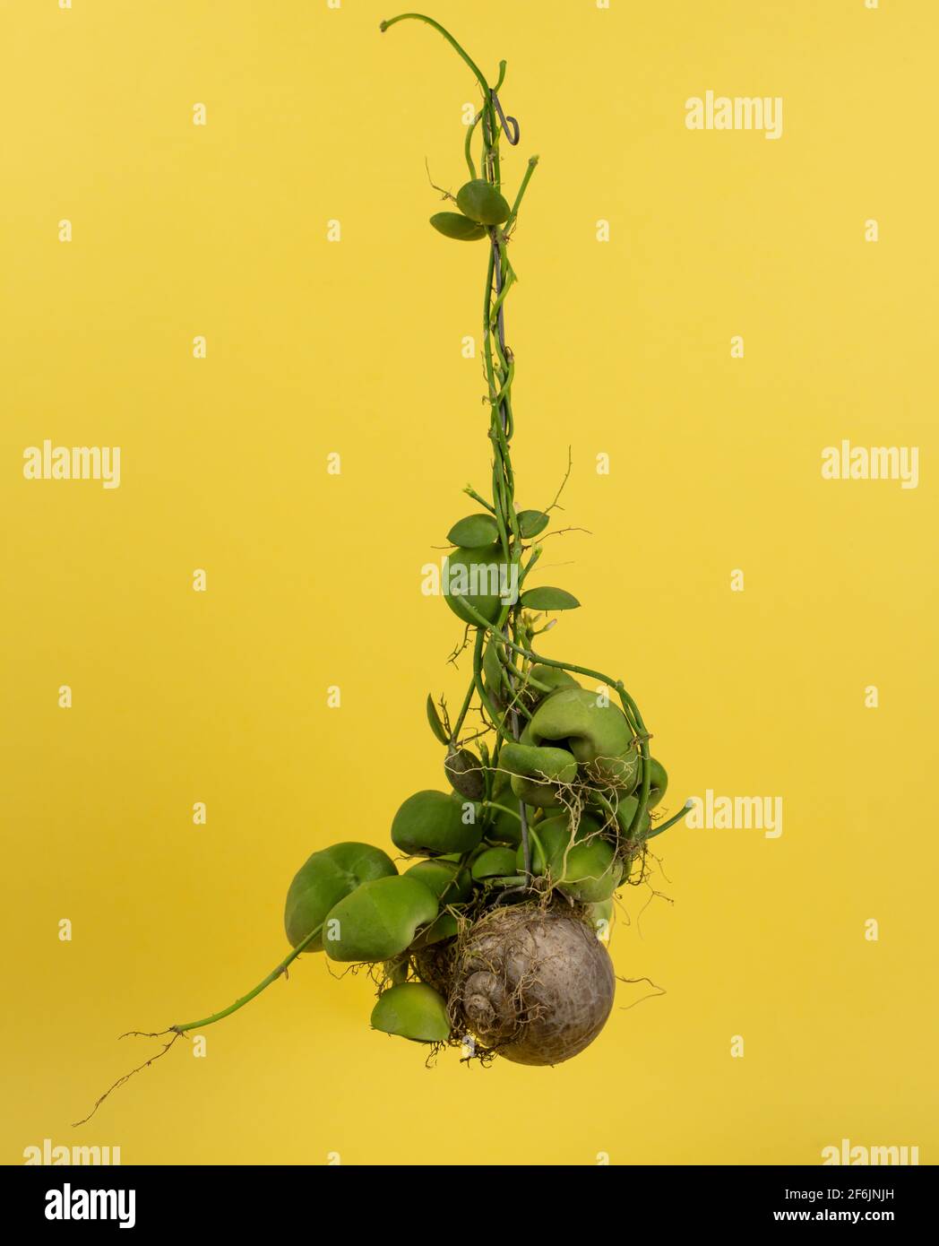 Dischidia pectenoides hi-res stock photography and images - Alamy