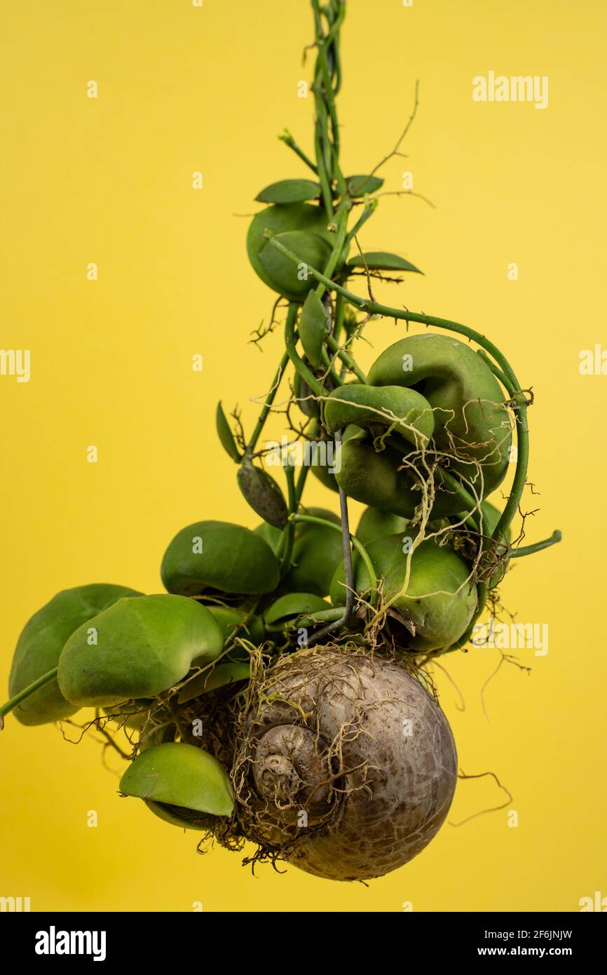 Dischidia pectenoides hi-res stock photography and images - Alamy