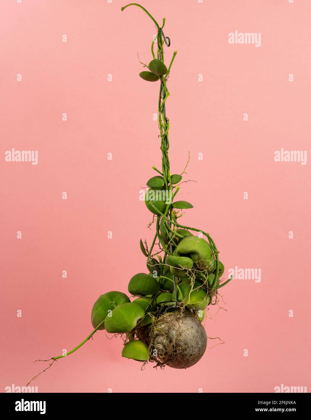 Dischidia Snaily with pink background Stock Photo - Alamy