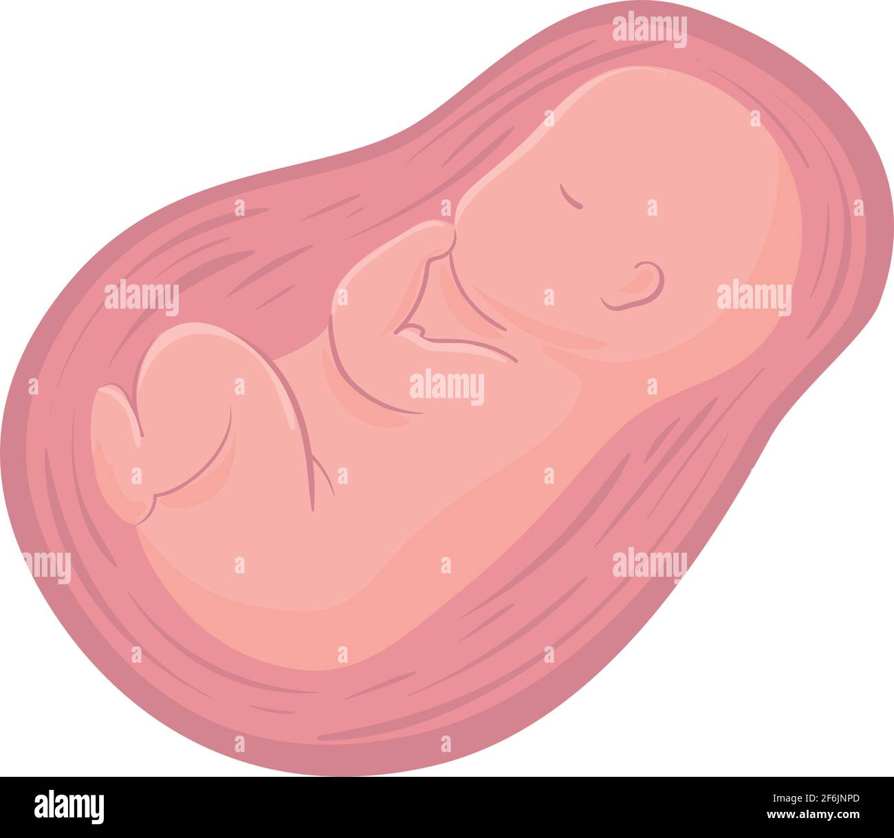 fetus in placenta Stock Vector Image & Art - Alamy