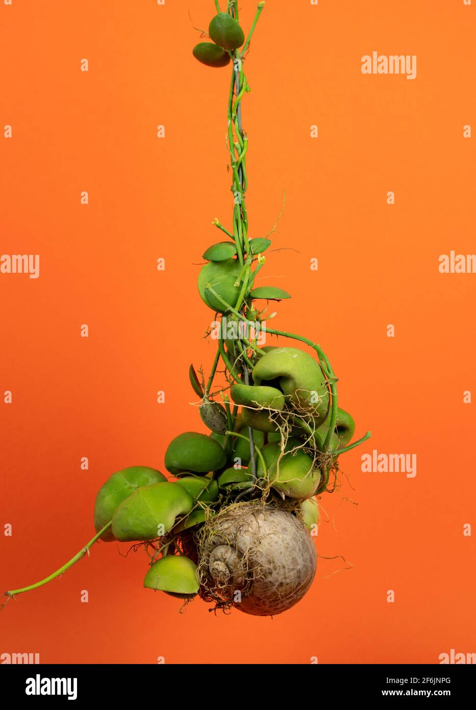 Dischidia pectenoides hi-res stock photography and images - Alamy