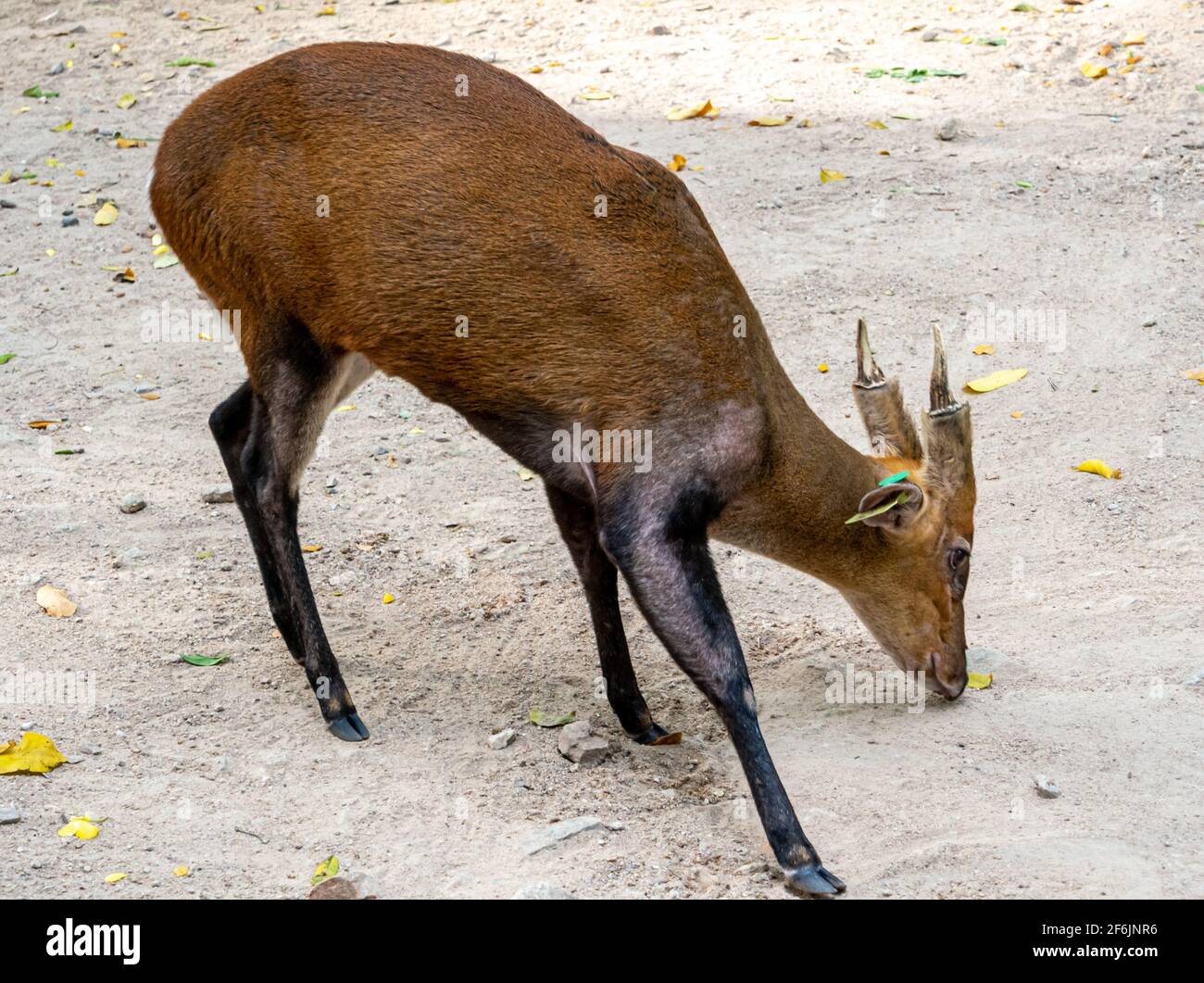 Ear tag deer hi-res stock photography and images - Alamy