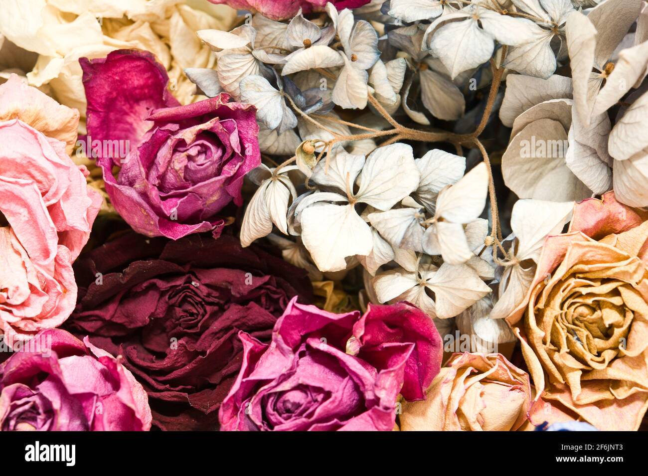 Dry flowers colorful background hi-res stock photography and images - Alamy