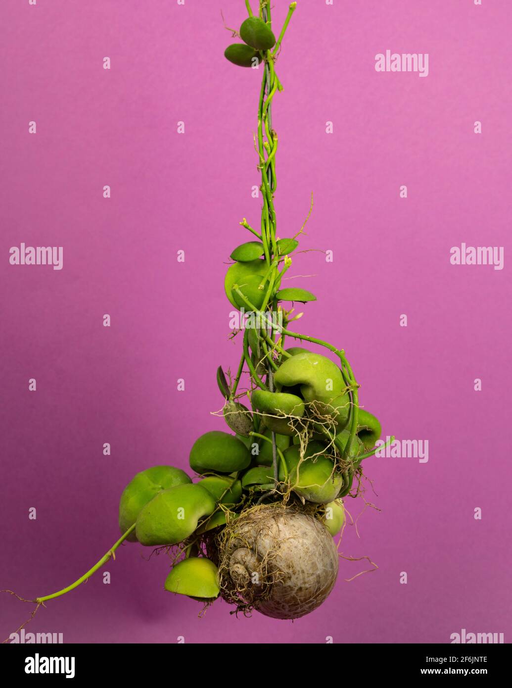Dischidia pectenoides hi-res stock photography and images - Alamy
