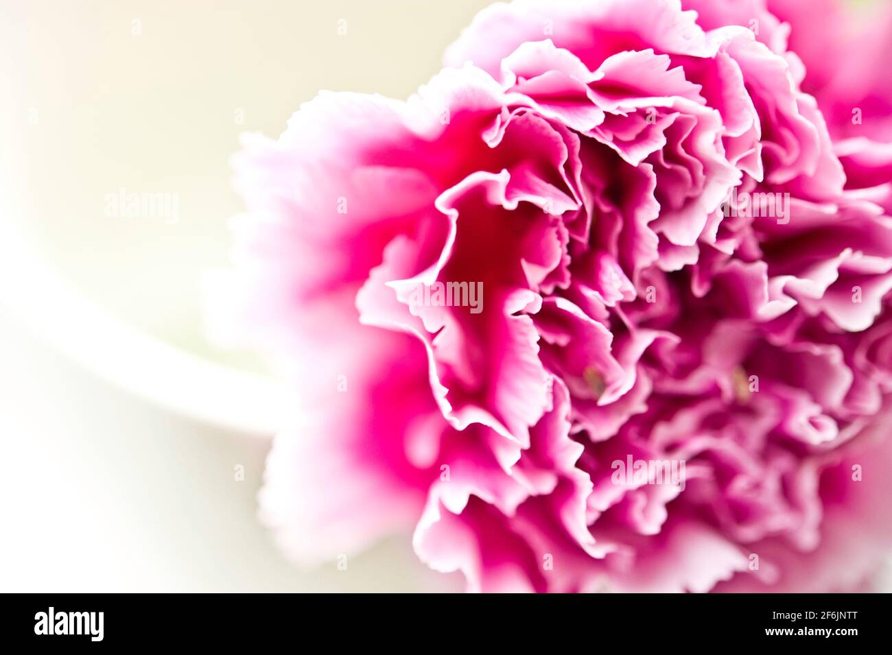 Carnation botanical hi-res stock photography and images - Alamy