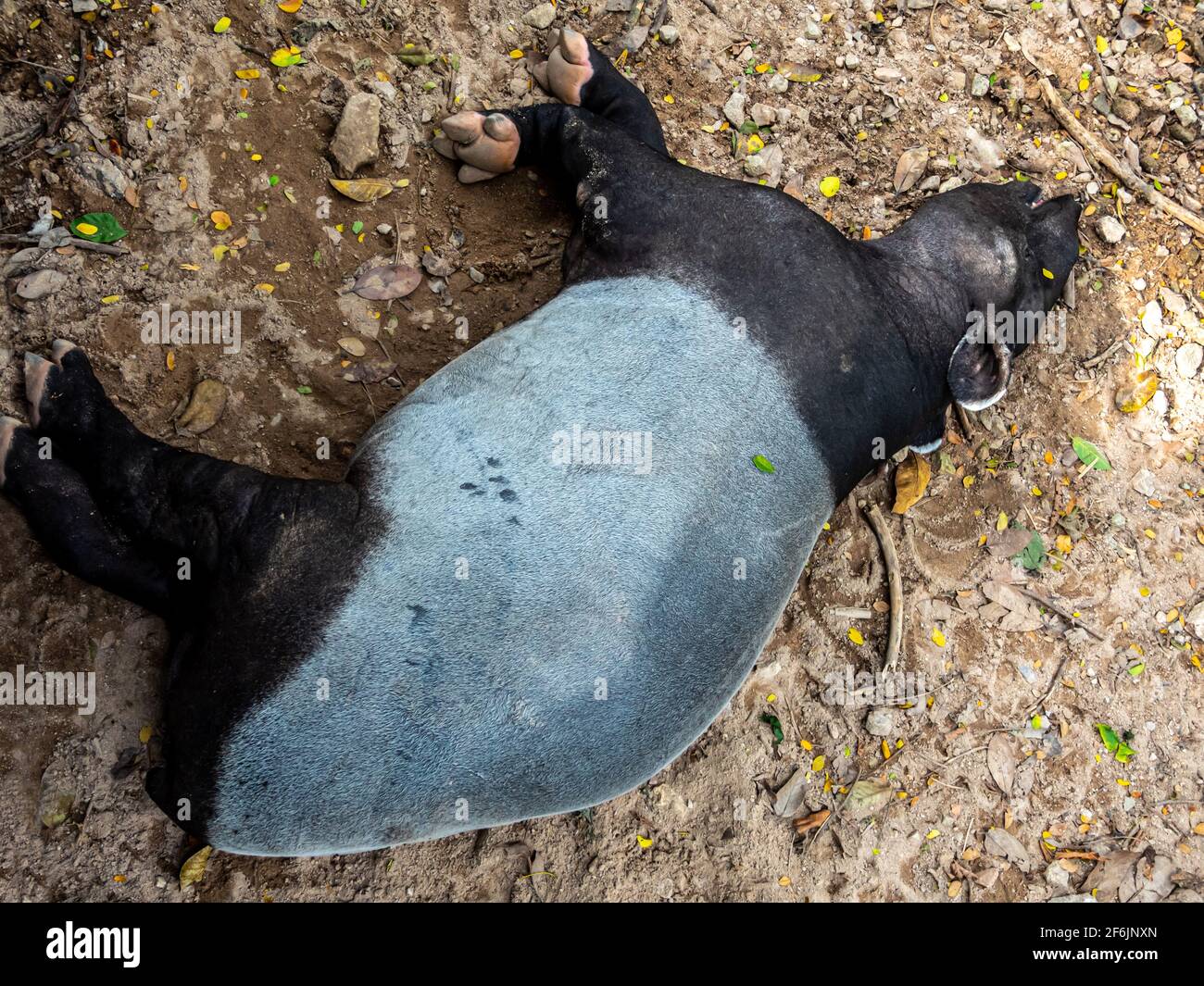 Malayan tapir take a nap on the dirt ground ... or it dead? (Tapirus ...