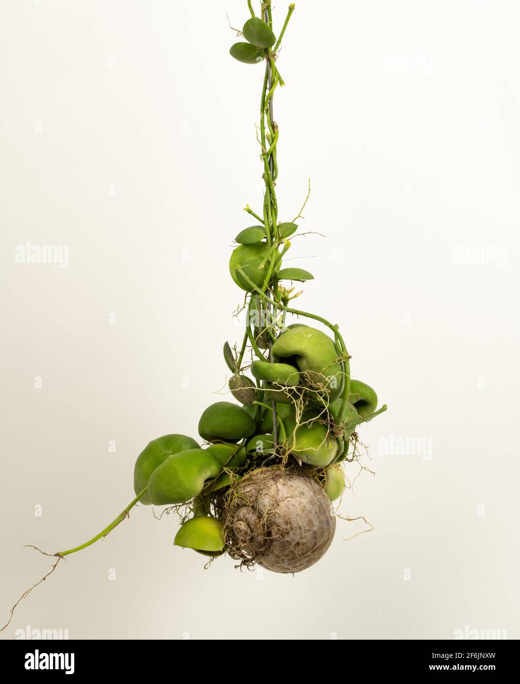 Dischidia Snaily with white background Stock Photo - Alamy