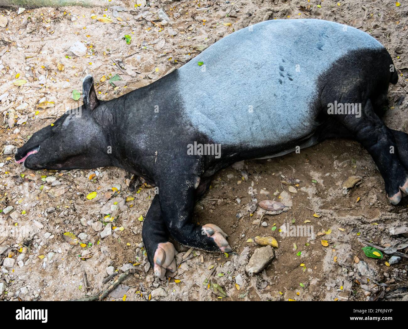 Malayan tapir take a nap on the dirt ground ... or it dead? (Tapirus ...