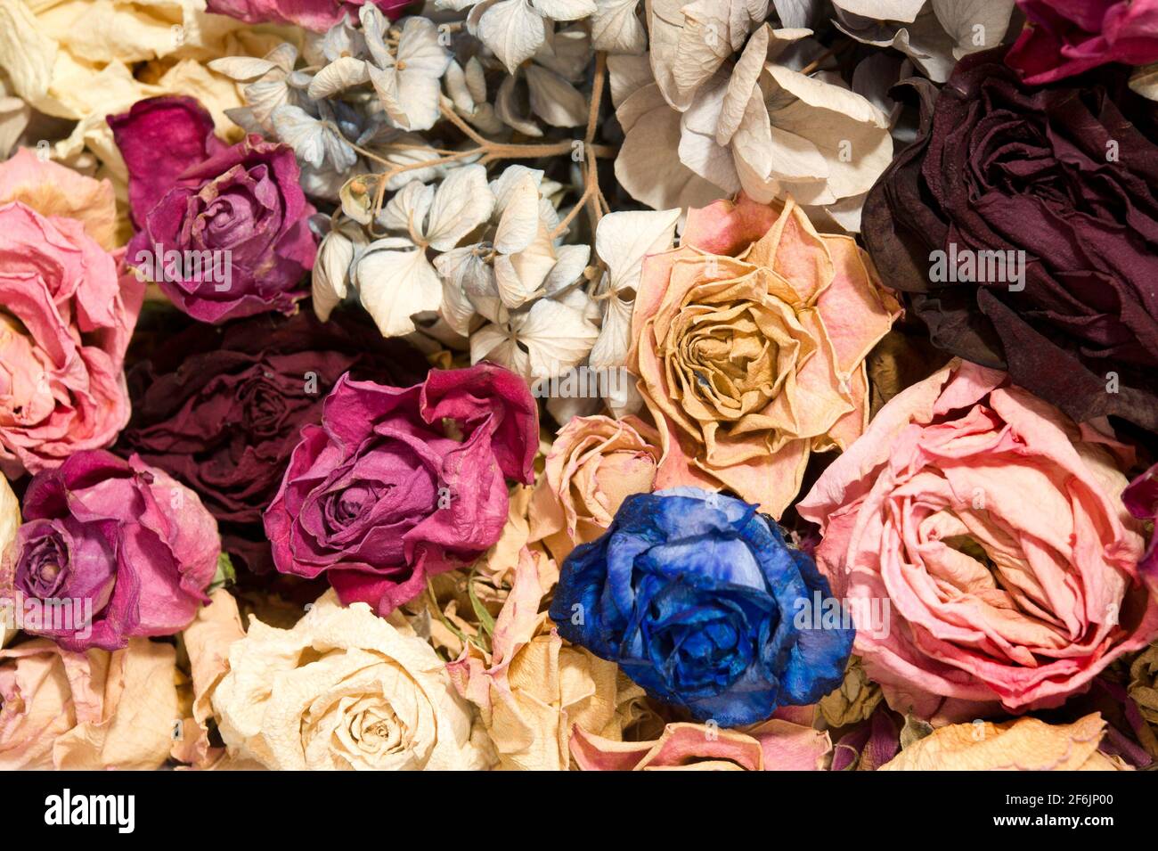 Dry flowers colorful background hi-res stock photography and images - Alamy