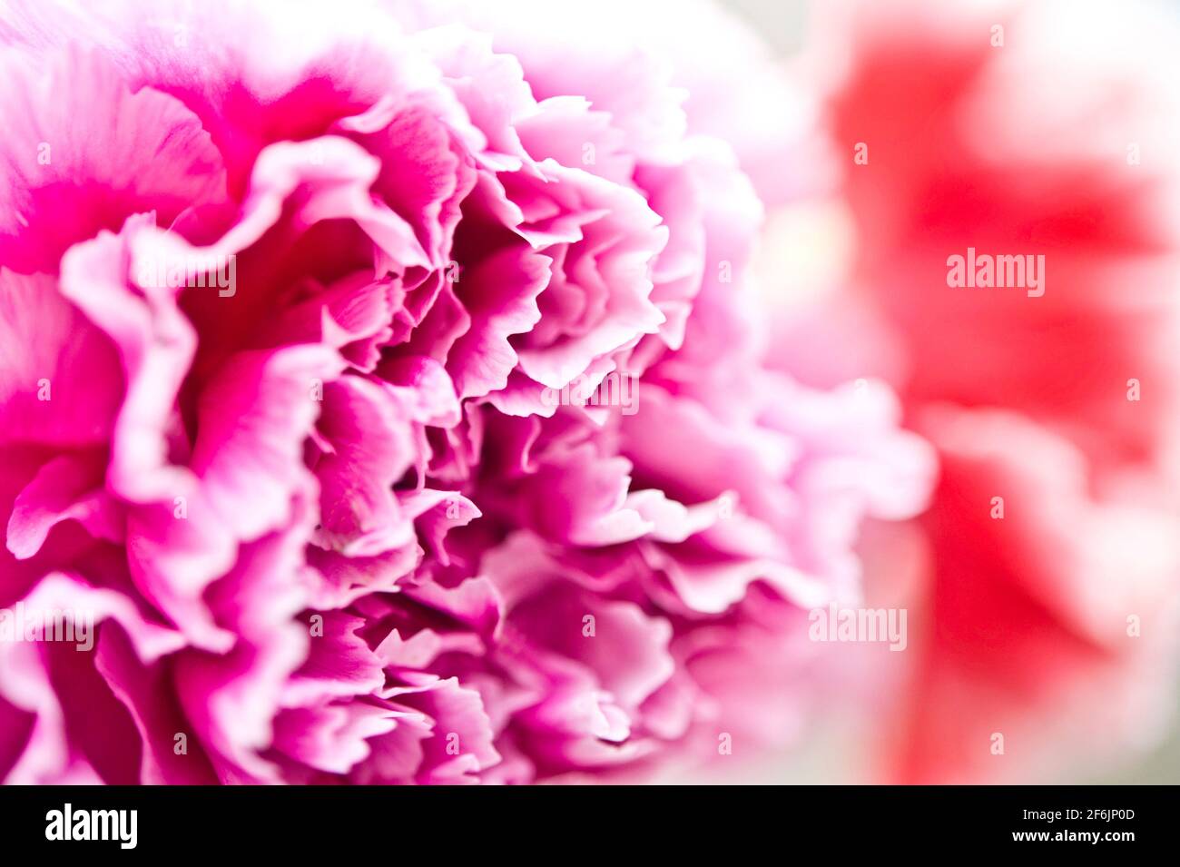 carnation flowers macro detail Stock Photo - Alamy