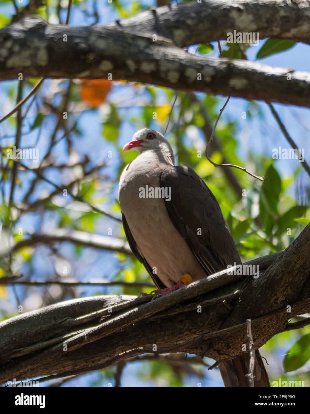 A rare and endangered Pink Pigeon (Nesoenas mayeri), perched on a tree ...