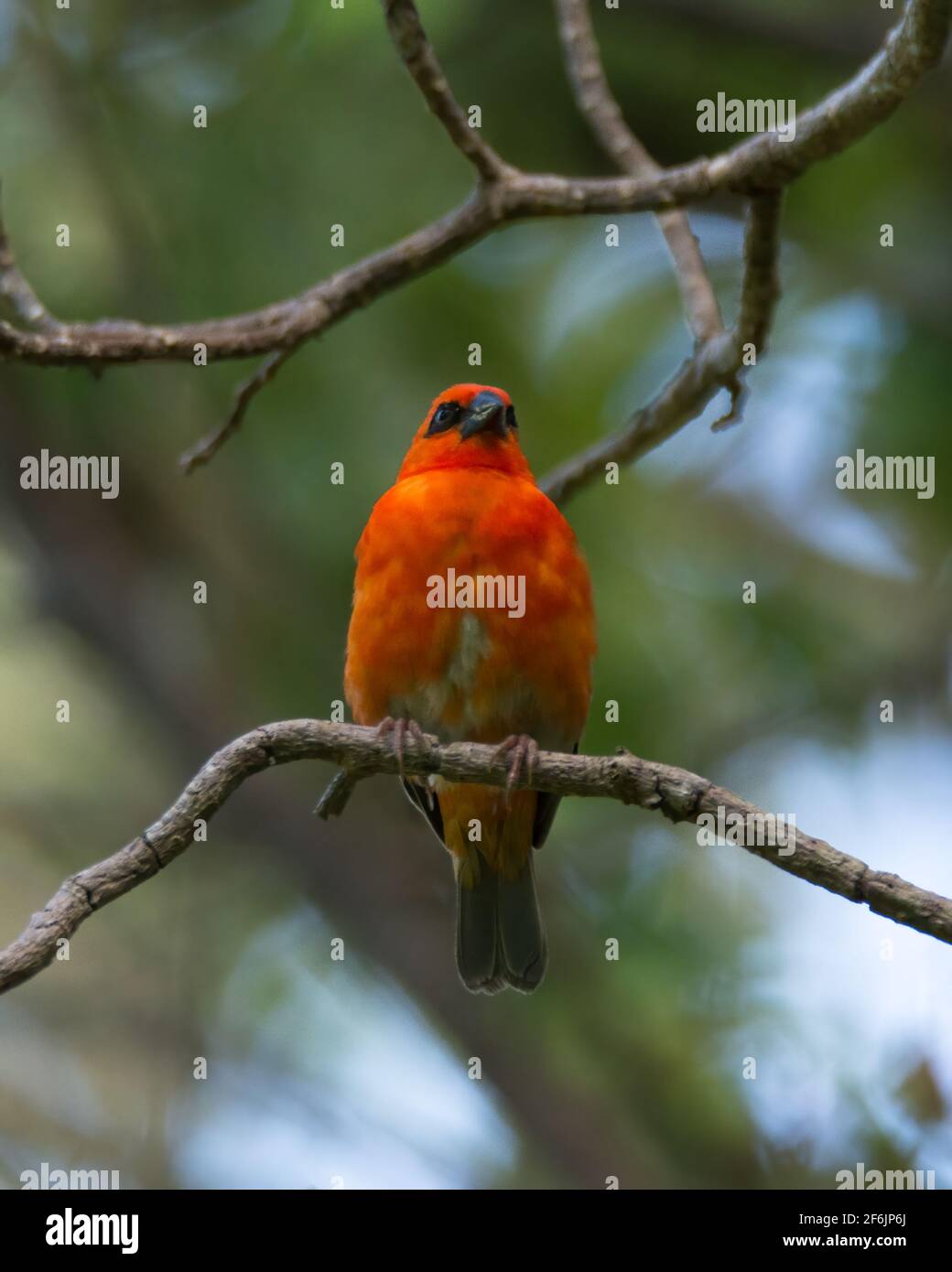 Birds of mauritius hi-res stock photography and images - Alamy