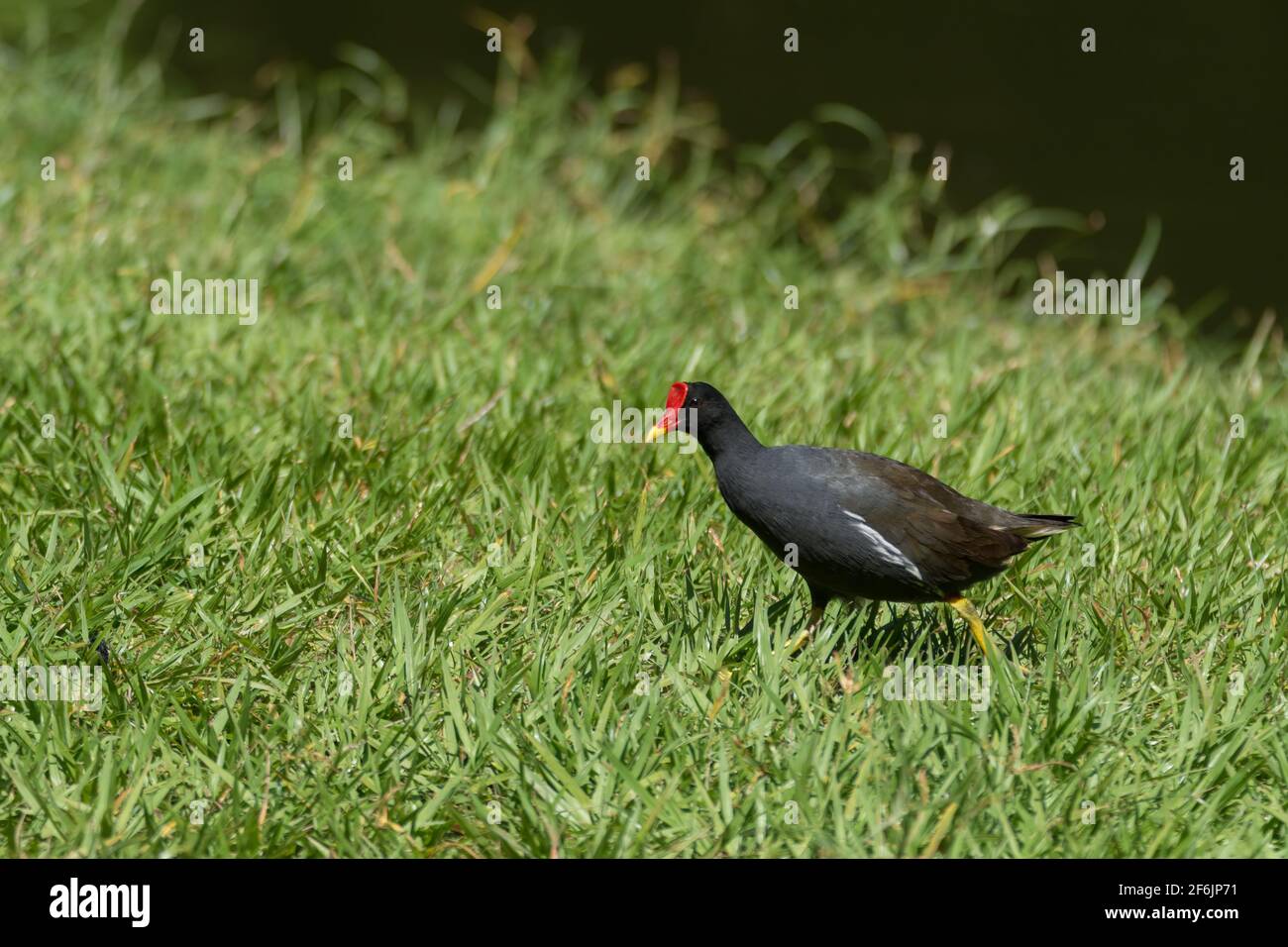 Waterhen hi-res stock photography and images - Alamy