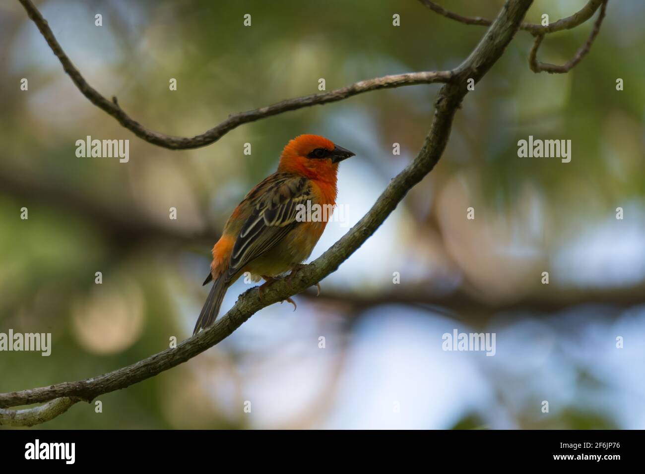 Side view of a beautiful bright red colored Mauritius Fody (Foudia ...