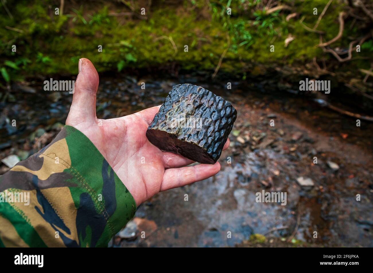 Lepidodendron High Resolution Stock Photography and Images - Alamy