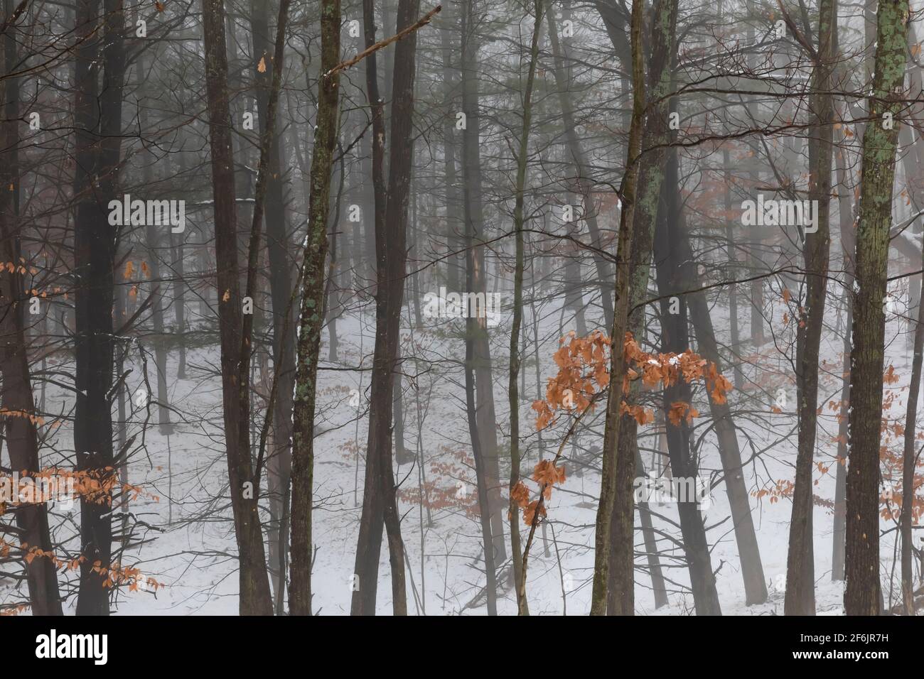 Foggy deciduous hardwood forest in snowy central Michigan, USA Stock ...