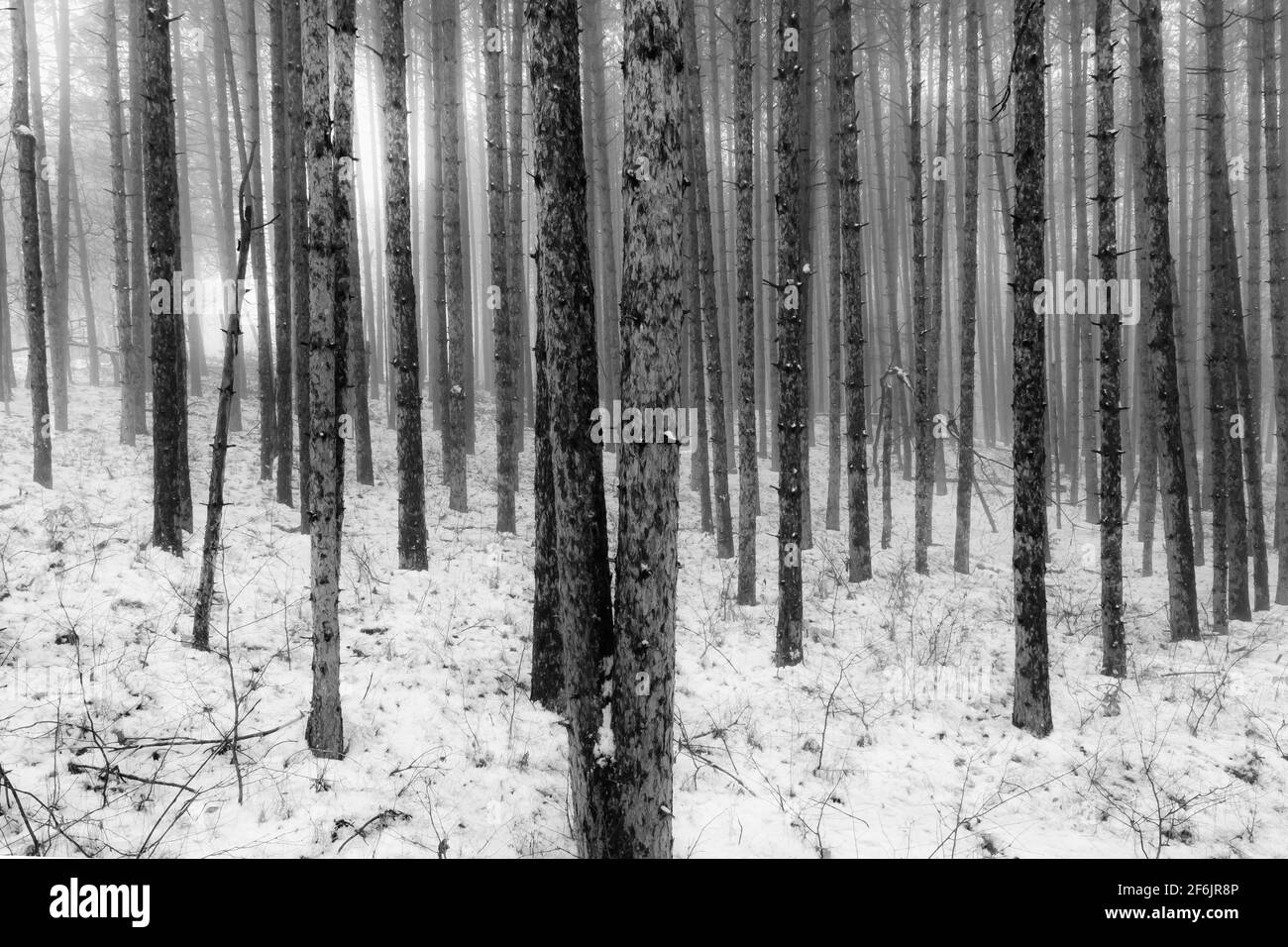 Snowy Red Pine, Pinus resinosa, plantation in an early snowfall in ...