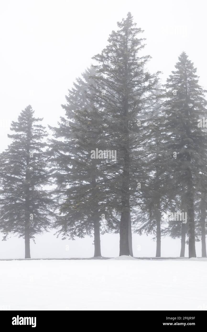 Foggy golf course hi-res stock photography and images - Alamy