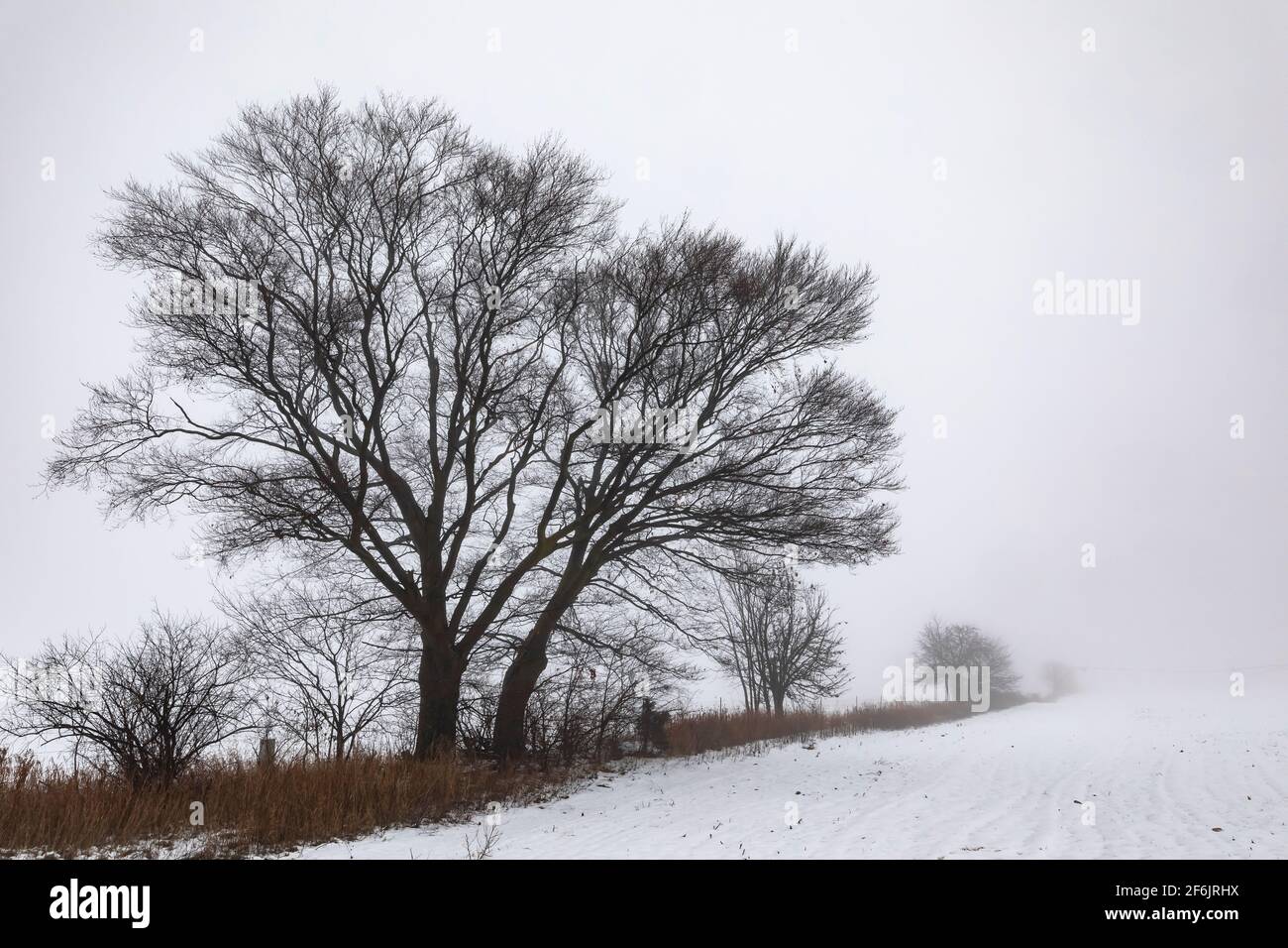 Hedgerow trees hi-res stock photography and images - Alamy