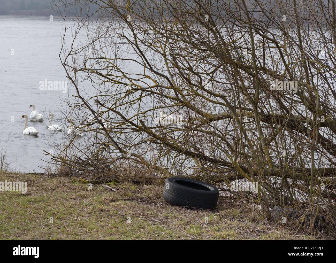 Incredible human ignorance of tire pollution, river wildlife. Car tires ...