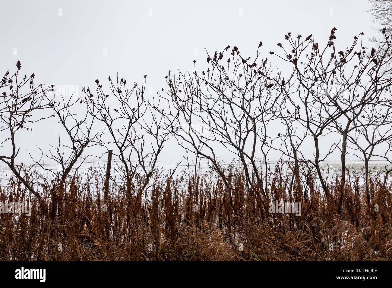 Sumac Trees In Snow High Resolution Stock Photography and Images - Alamy