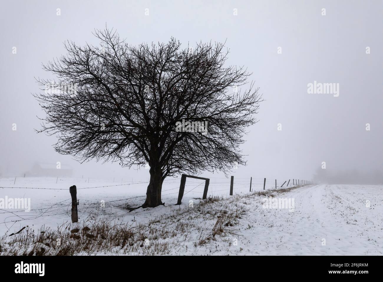Apple tree along a roadside in the fog in central Michigan, USA Stock ...
