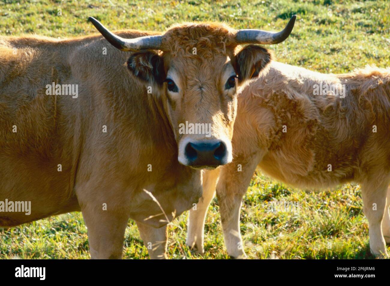 Aubrac cow hi-res stock photography and images - Alamy