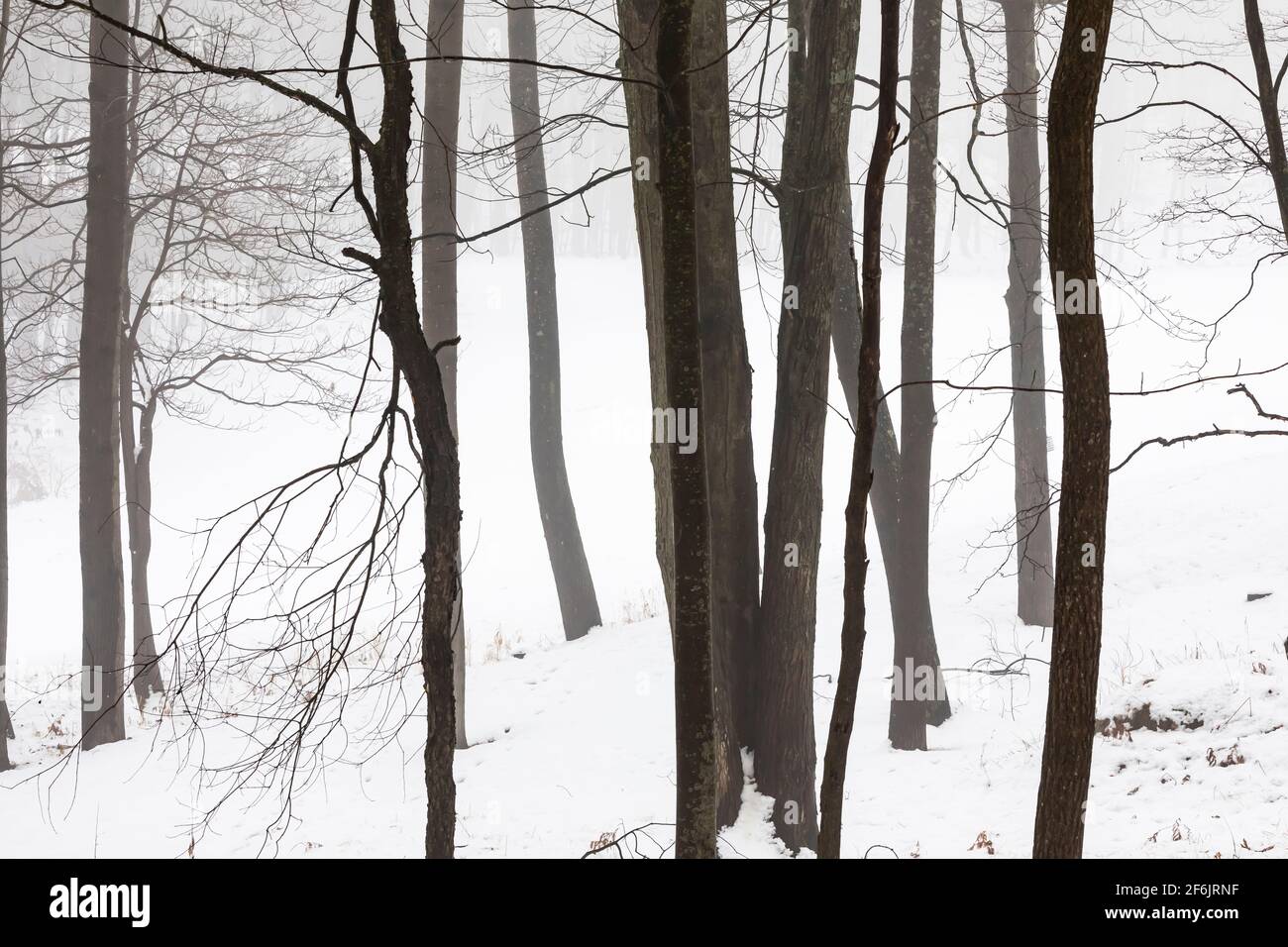 Foggy forest and snow in November in central Michigan, USA Stock Photo ...