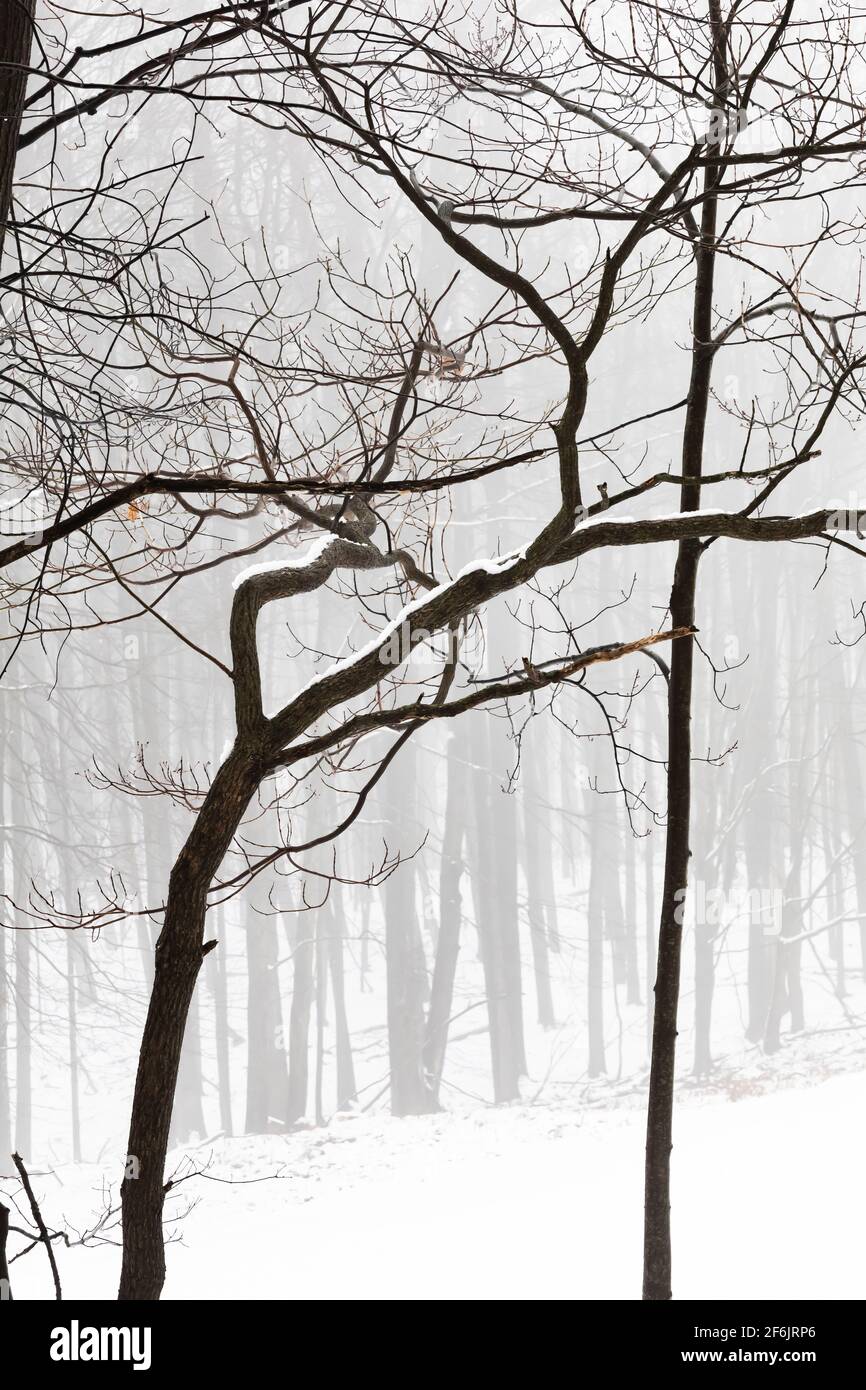 Foggy forest and snow in November in central Michigan, USA Stock Photo ...