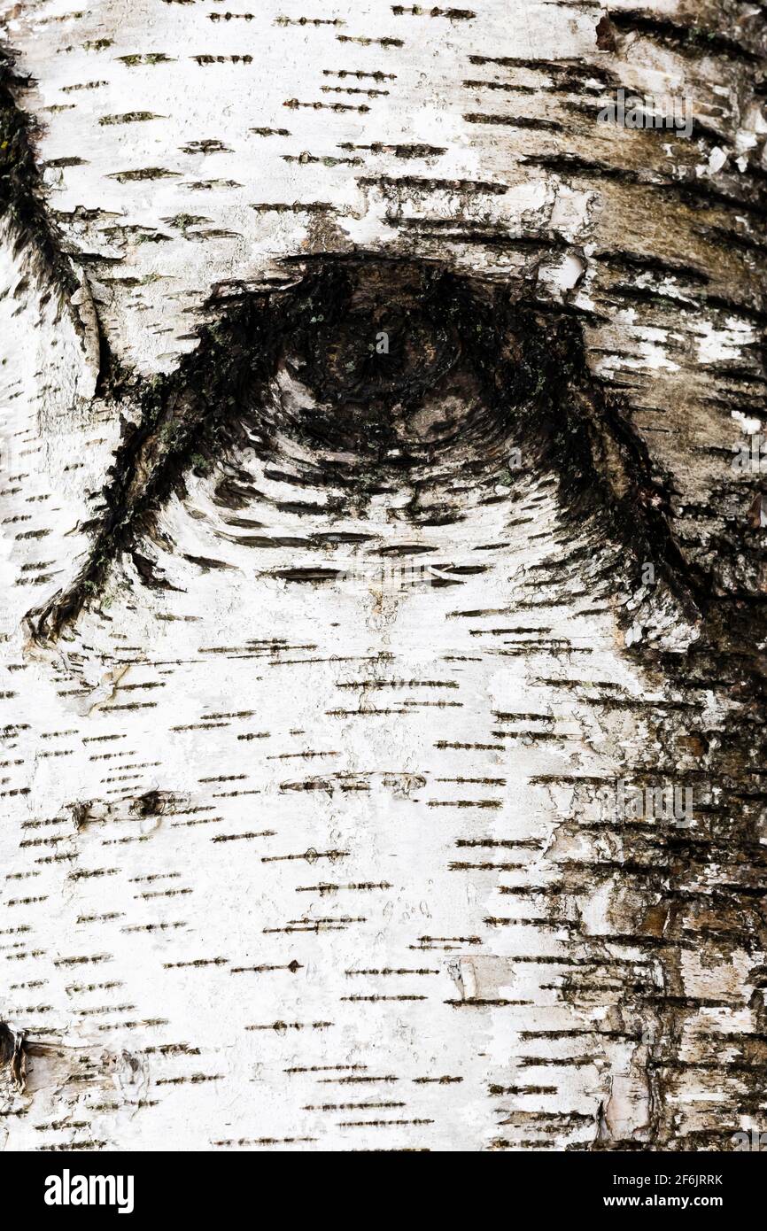 Betula papyrifera paper birch hi-res stock photography and images - Alamy