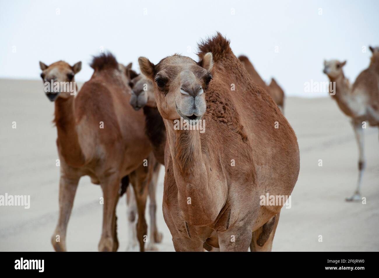 Caravan of animals hi-res stock photography and images - Alamy