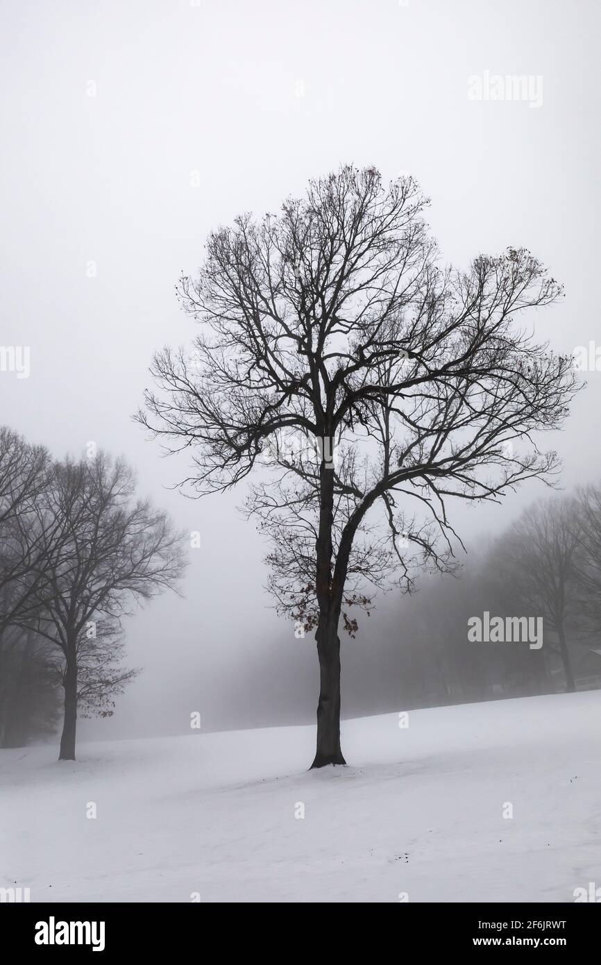 Stark tree hi-res stock photography and images - Alamy