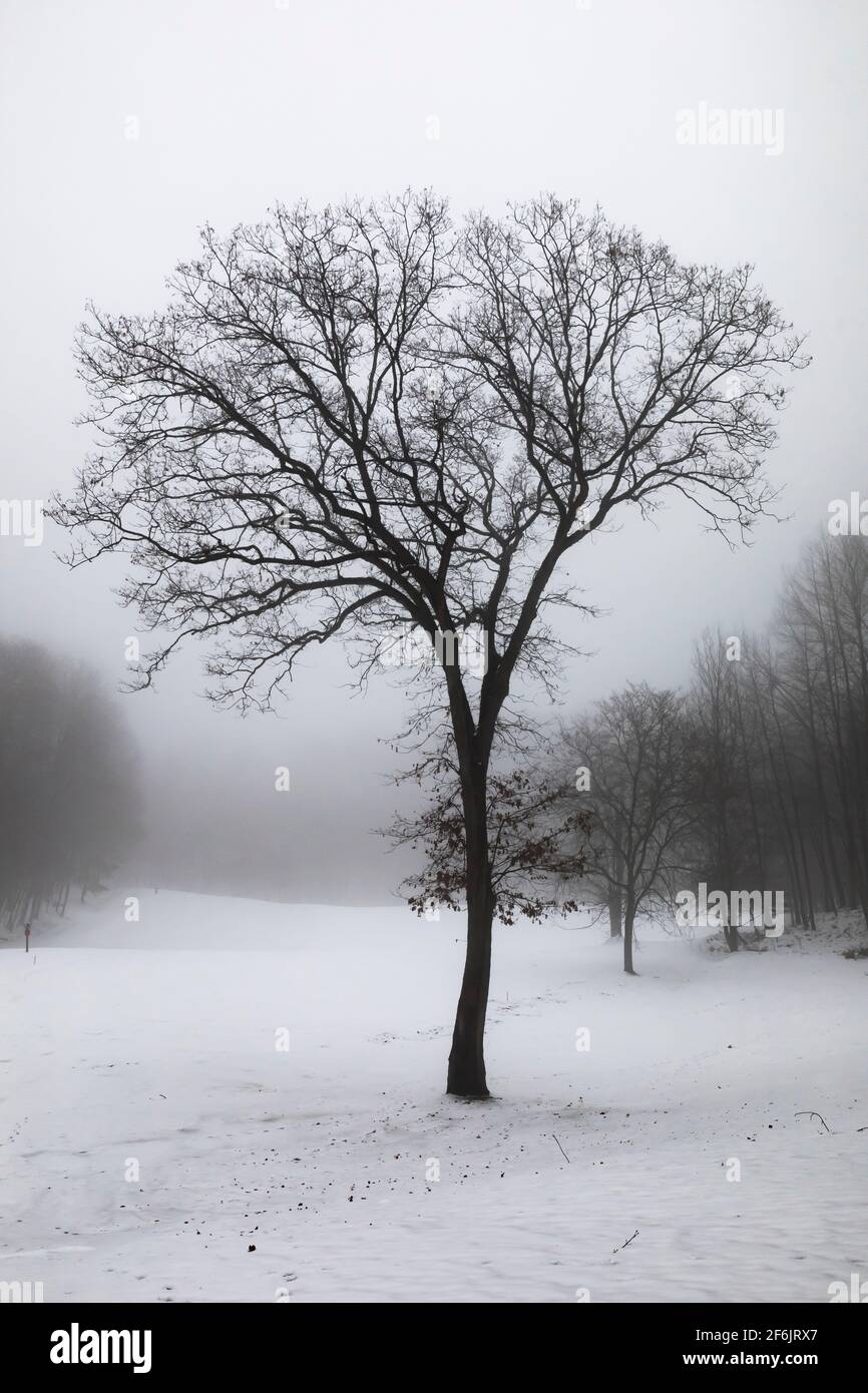 Stark tree hi-res stock photography and images - Alamy