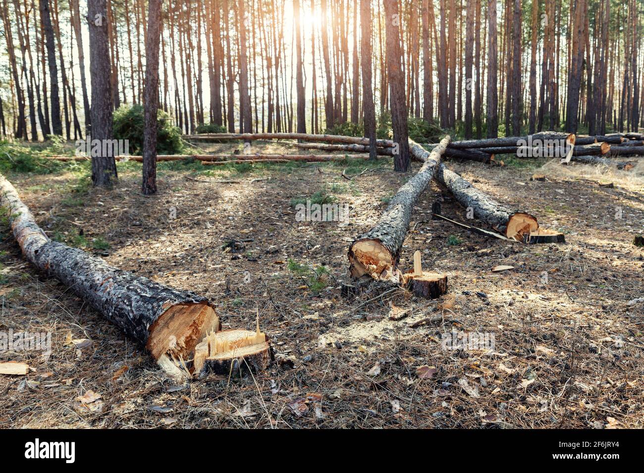 Felling big coniferous pine tree logs at forest landscape. Industrial ...