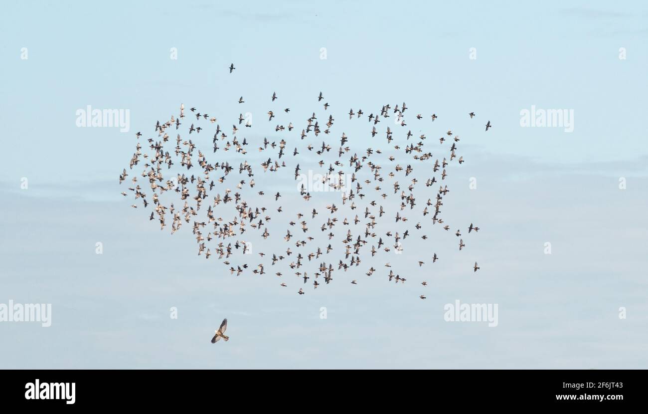 hawk predator chooses prey from a flock of flying birds Stock Photo - Alamy