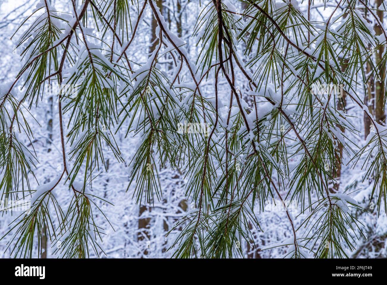 Eastern White Pine, Pinus strobus, branches and needles covered with ...