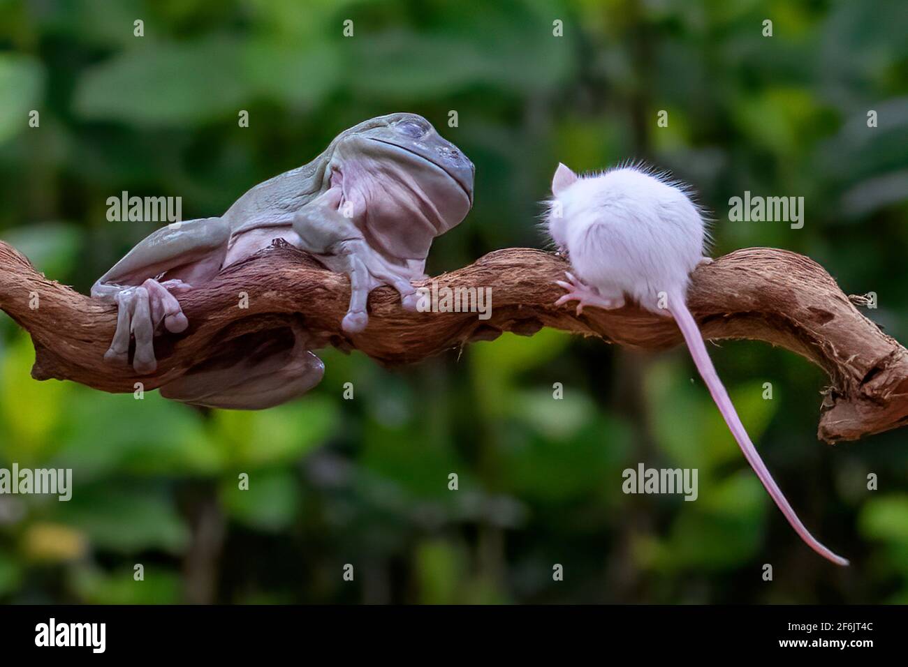 The mouse was dropped into the green tree frog's outdoor habitat as a ...