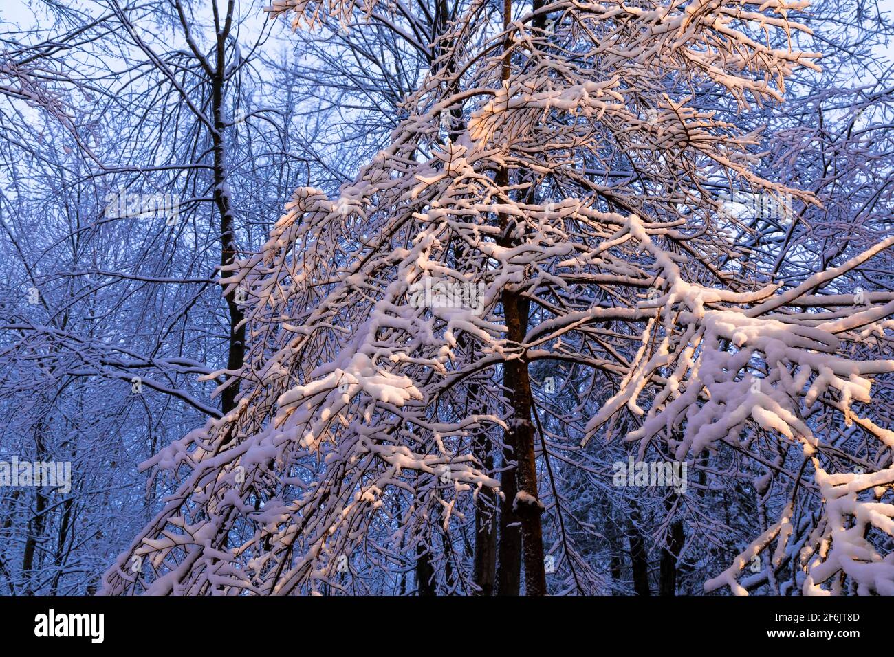 Illuminated trees in snow hi-res stock photography and images - Alamy